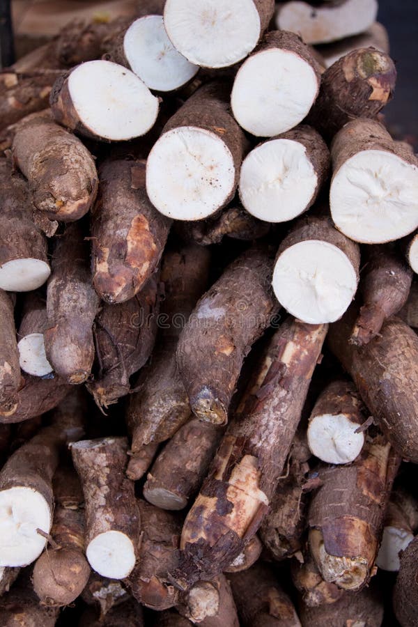 Fresh Cassava Root the Food Market Stock Photo - Image of manihot ...