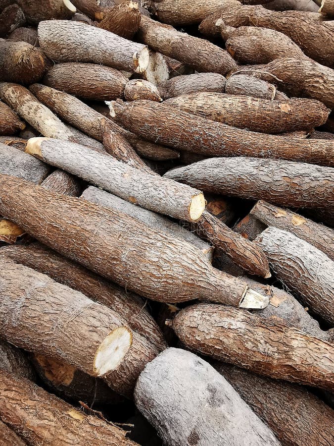 Fresh cassava stock image. Image of nature, plantation - 22076469