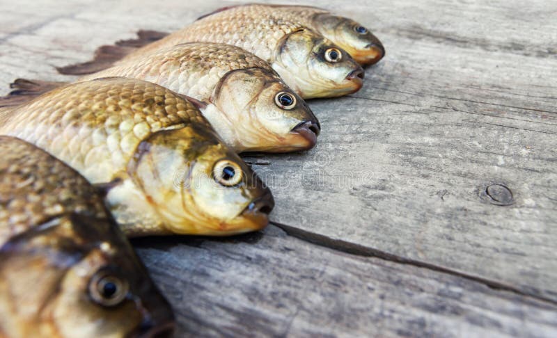 Fresh Catch of Crucian Carp Stock Image - Image of meal, fish: 125420821