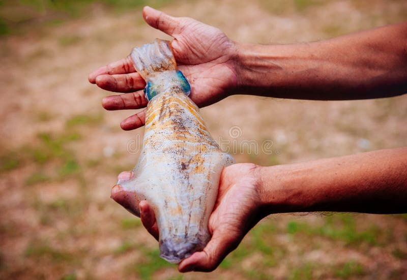 Fresh Catch Cuttlefish Squids in Man Hands Stock Photo - Image of ...