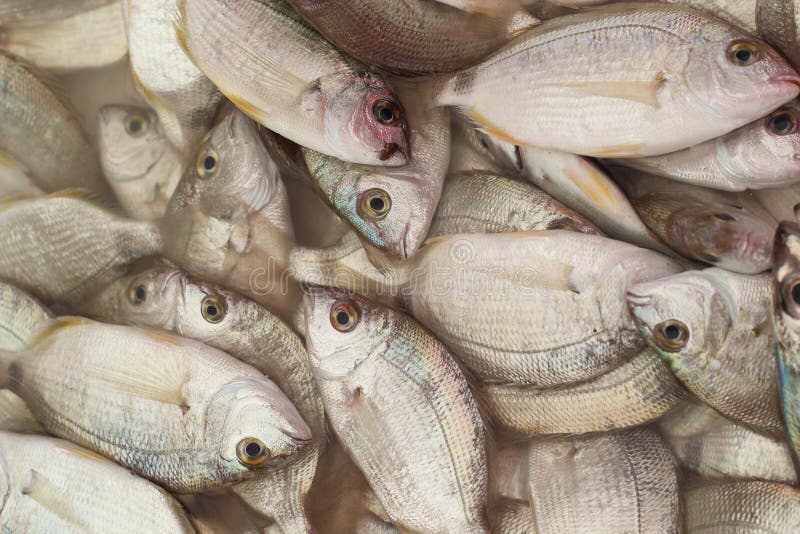 Fresh catch of dorado fish stock image. Image of fresh - 102315903