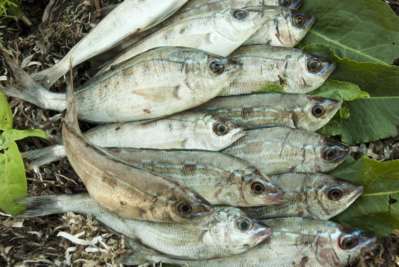 Fresh catch of fish stock image. Image of lettuce, hill - 24657063