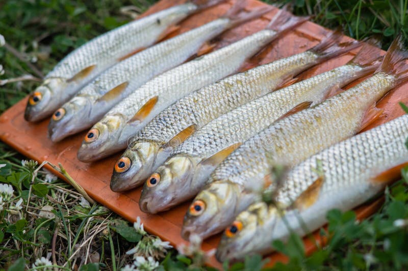 Fresh Catch of Fish in Forest Lake Stock Photo - Image of refreshment ...