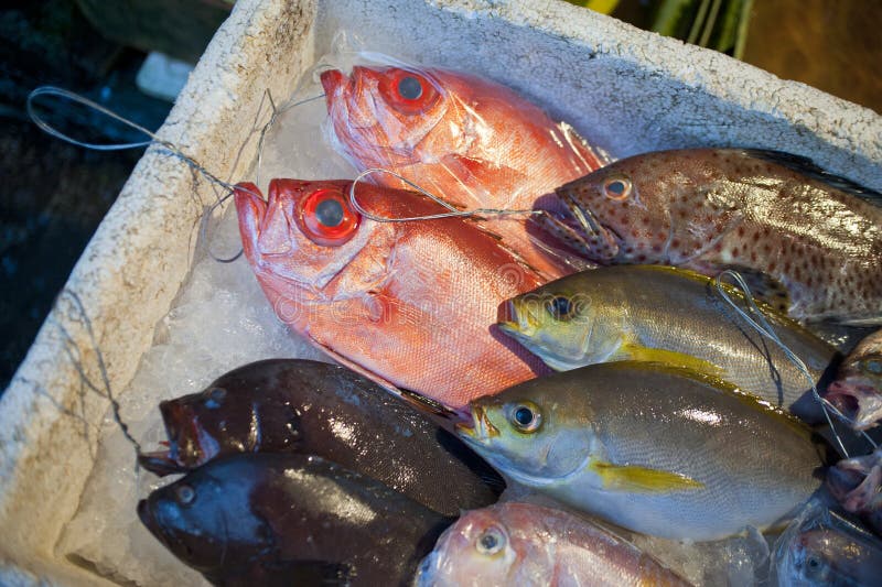 Fresh Catch in a Fish Market in Taiwan Stock Photo - Image of taiwan ...