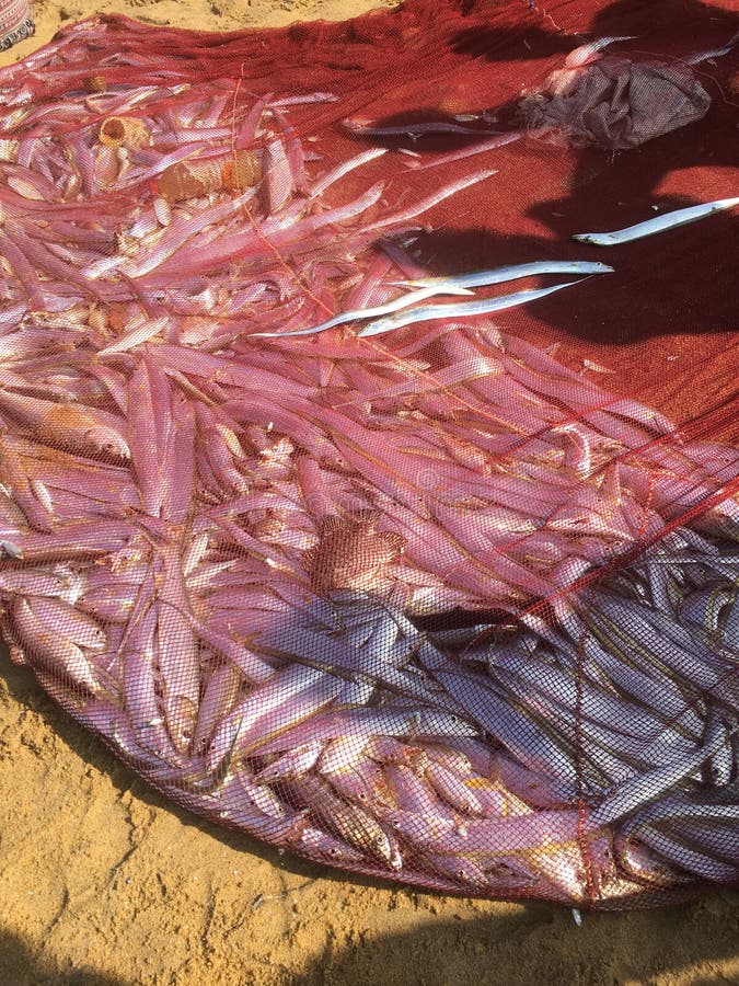 A Fresh Catch of Fish from the Ocean Stock Photo - Image of underwater ...