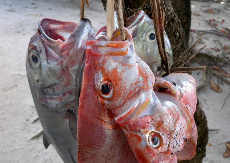 Fresh catch of fish stock image. Image of fresh, bream - 60623503