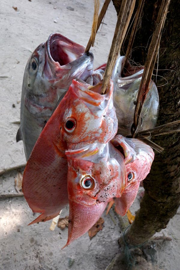 Fresh catch of fish stock photo. Image of herd, freshwater - 60623636