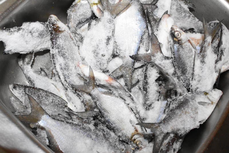 Fresh Catch of Frozen White Fish Stock Photo - Image of frozen, closeup ...