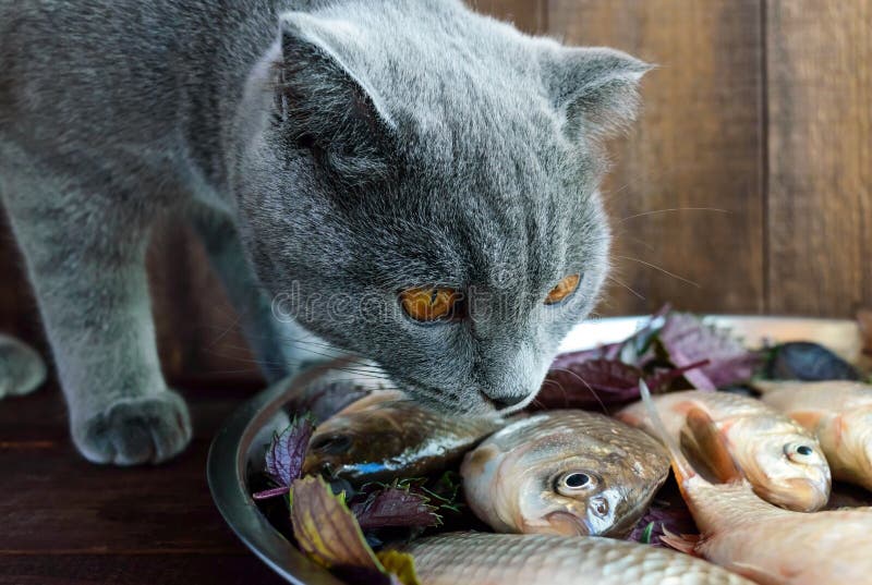 Fresh Catch Live Fish (carp) and a Cat that Wants To Eat it Stock Photo ...