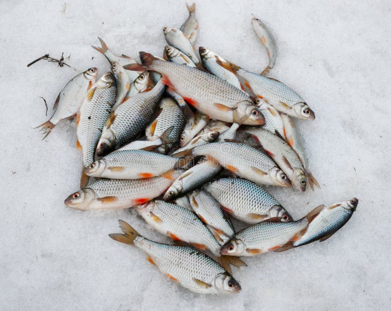 Fresh Catch - a Lot of Fish on Snow Stock Photo - Image of shoal, pile ...