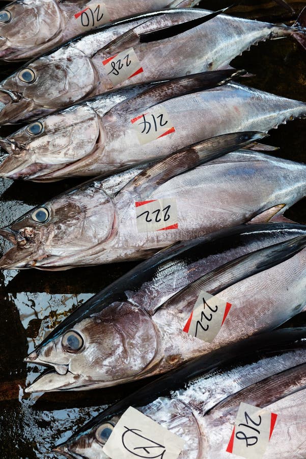 Fresh Catch of Tuna, Tuna Head after Cutting Stock Photo - Image of ...
