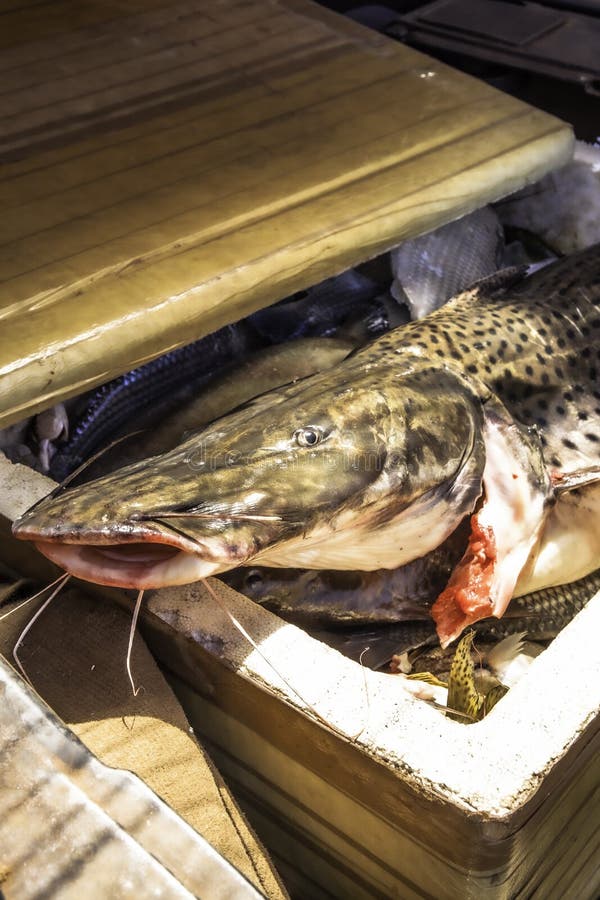 Fresh Catfish Inside A Styrofoam Box Stock Photo - Image of fish ...