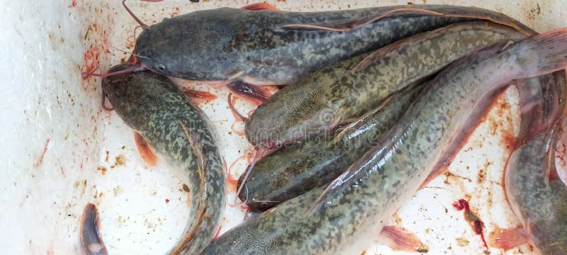Fresh Catfish from the Pond Stock Image - Image of fishing, pond: 211551121