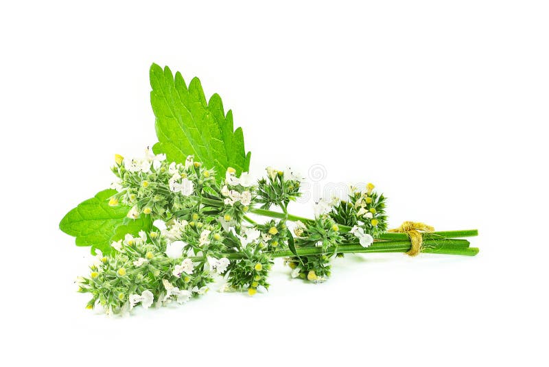 Catnip Herb in Latin - Nepeta Cataria in the Shape of a Sitting Cat ...