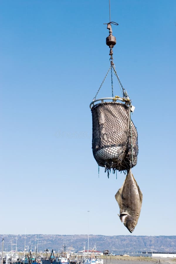 Fresh Caught Alaskan Halibut Stock Photo - Image of fresh, ocean: 2509210