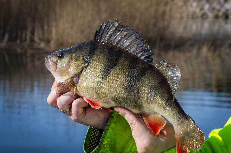 919 Fresh Caught Perch Stock Photos - Free & Royalty-Free Stock Photos ...