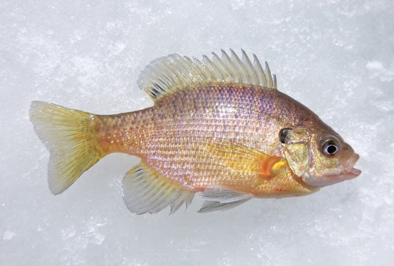 Fresh Caught Bluegill Lying On Ice Stock Image - Image of winter, food ...