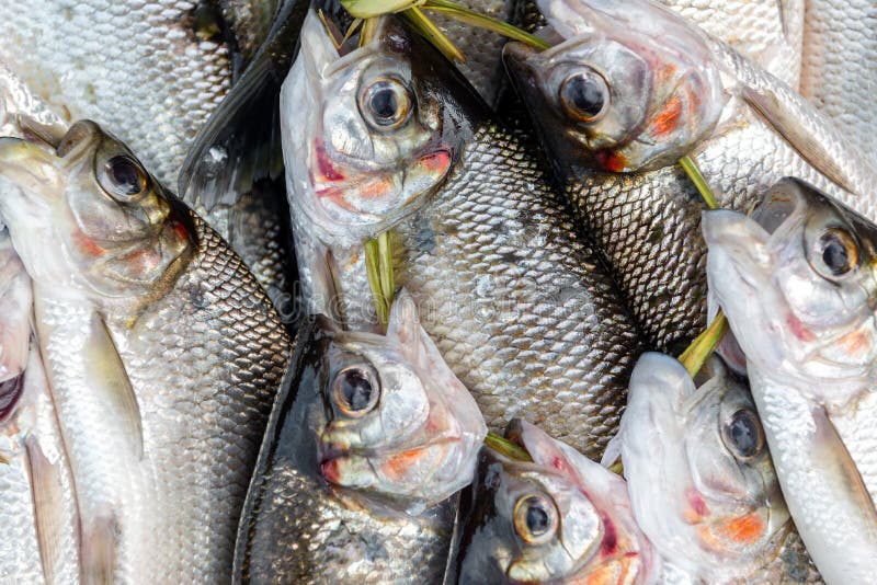 495 Amazon Rainforest Fish Stock Photos - Free & Royalty-Free Stock ...