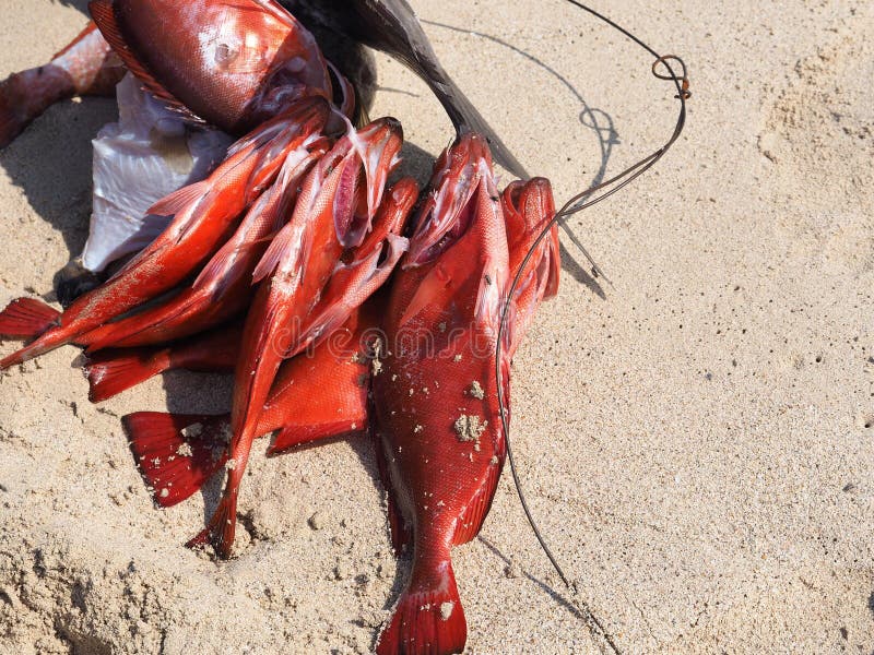 Fresh Caught Fish in Cuba stock photo. Image of catch - 70718676