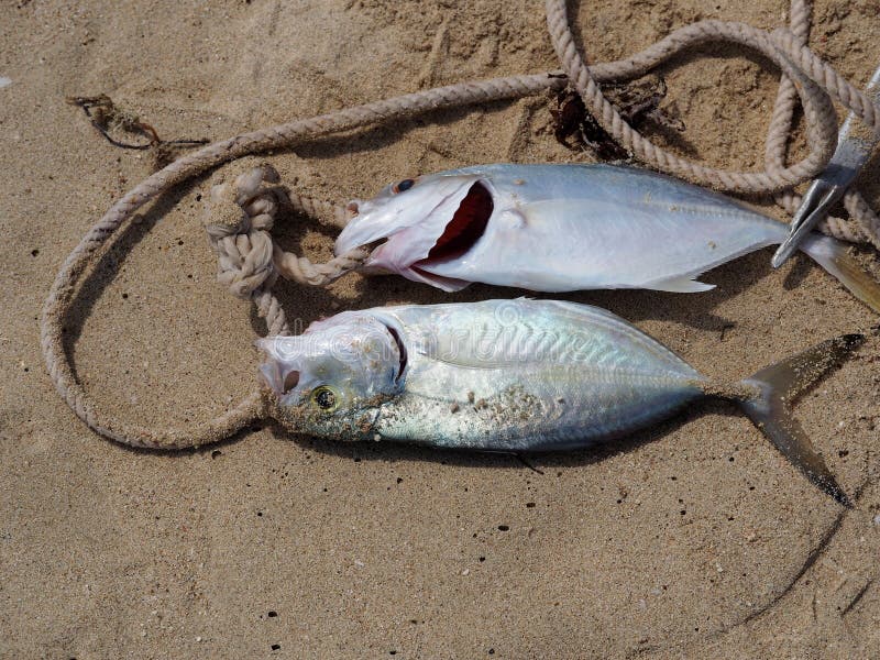 Fresh Caught Fish in Cuba stock photo. Image of catch - 70718676