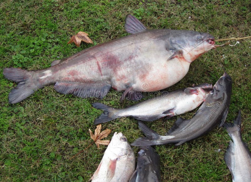 Fresh Caught Fish with Giant Catfish on Grass Stock Image - Image of ...