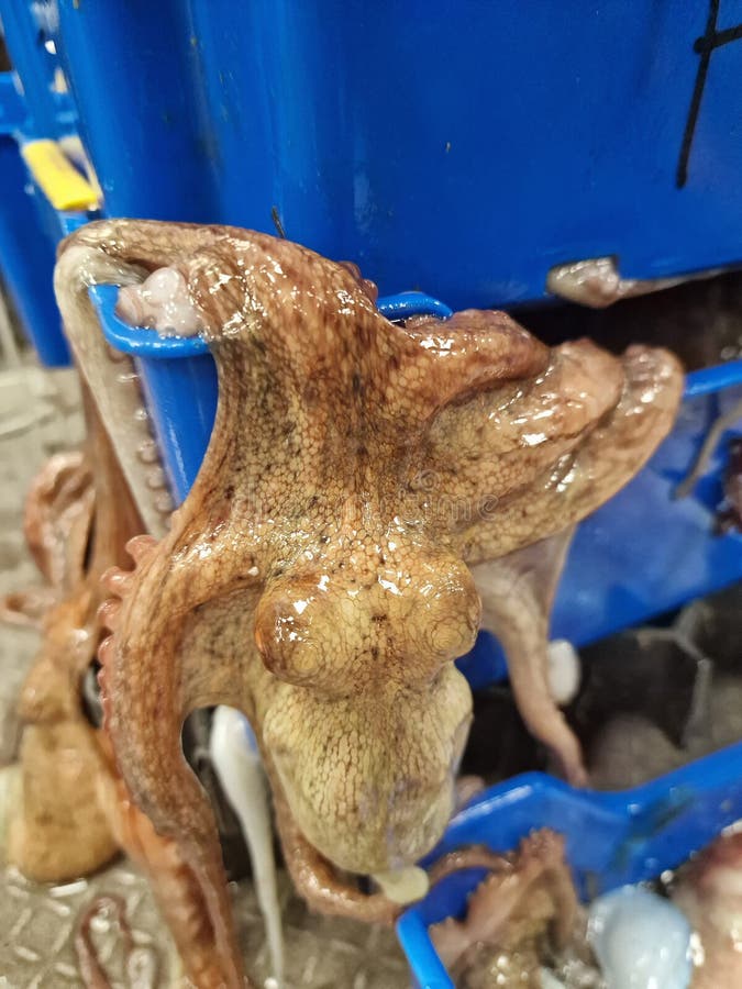Fresh Caught Live Octopus at Fish Market Stock Image - Image of seafood ...