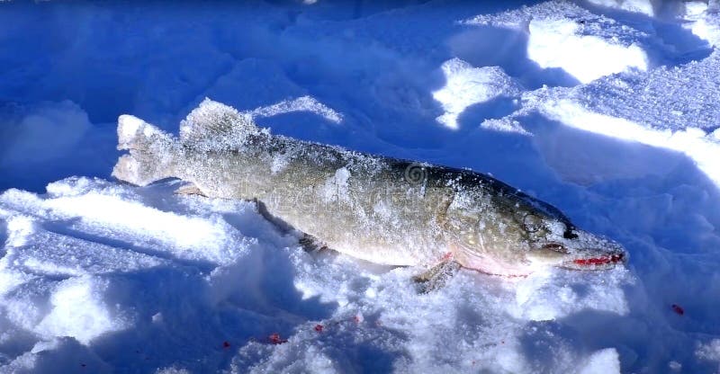 Caught Pike in Winter in the Snow Stock Image - Image of healthy ...