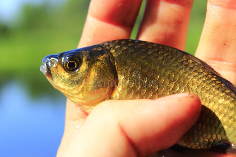 The Prussian Carp (Carassius Auratus Gibelio). Stock Image - Image of ...