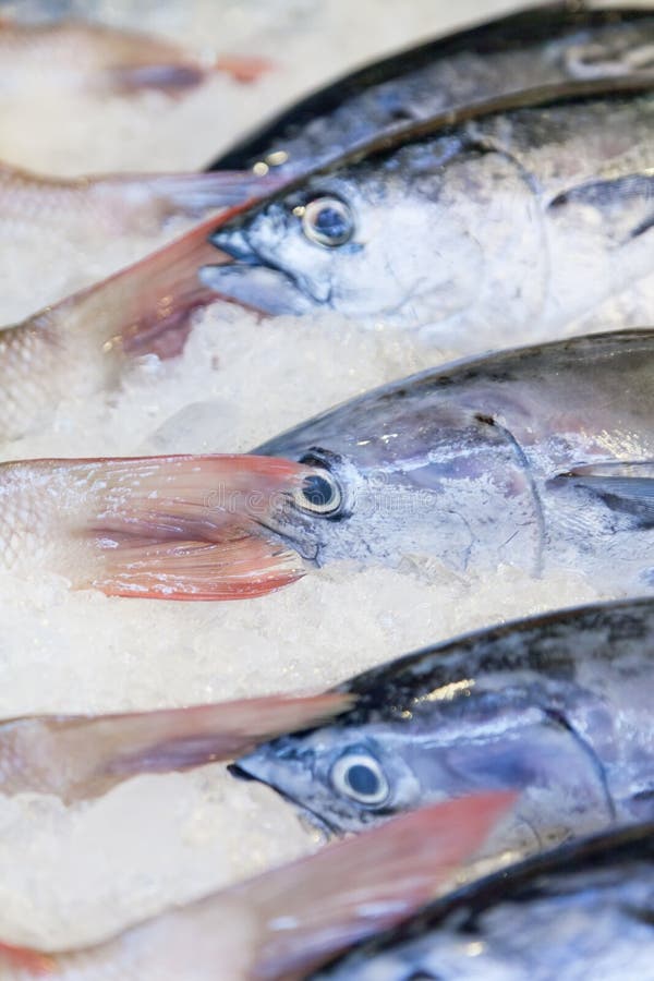 Fresh-caught sea fish stock photo. Image of delicacy - 30197628