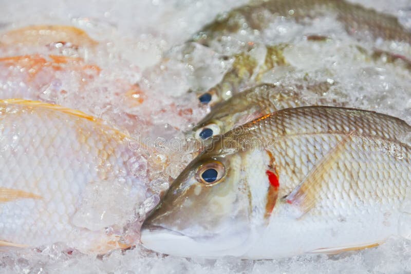 Fresh-caught sea fish stock photo. Image of delicacy - 30197628