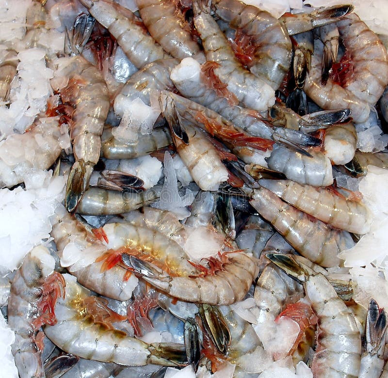 Fresh caught shrimp. stock image. Image of prawns, nutrition - 68759833