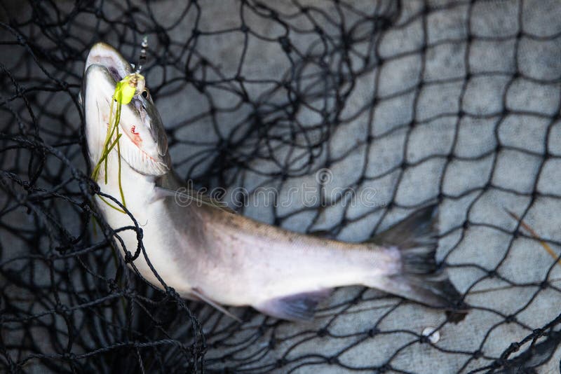 Fresh Caught Silver Salmon in a Net Stock Photo - Image of caught ...