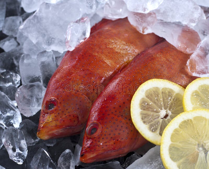 Fresh Caught Strawberry Grouper on Ice with Some S Stock Image - Image ...