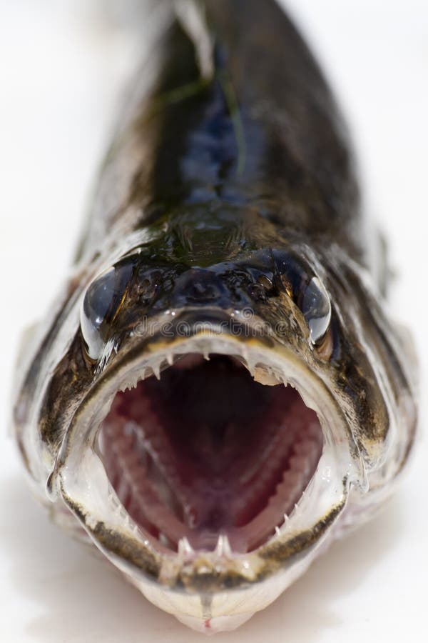 Walleye stock photo. Image of scales, head, catch, outdoors - 2536938