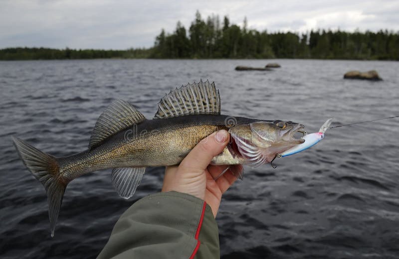 Summer Walleye Fishing Trophy Stock Photo - Image of mouth, sunlight ...