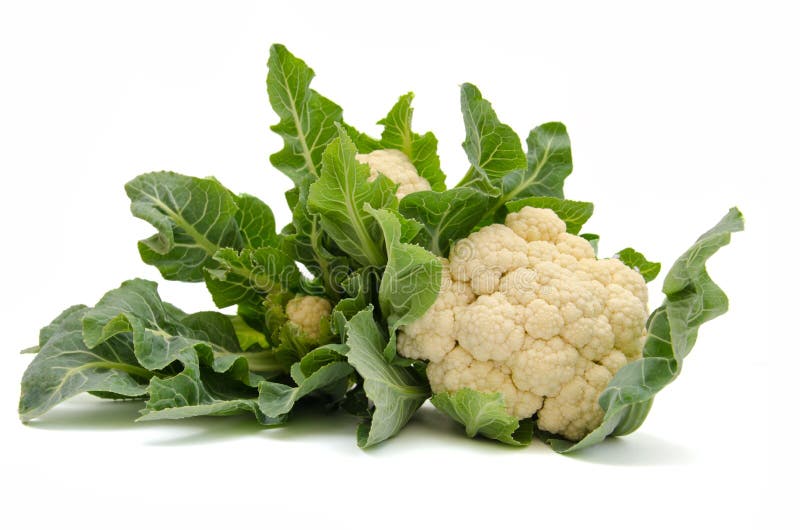 Fresh Cauliflower stock photo. Image of culinary, cookery - 24092404