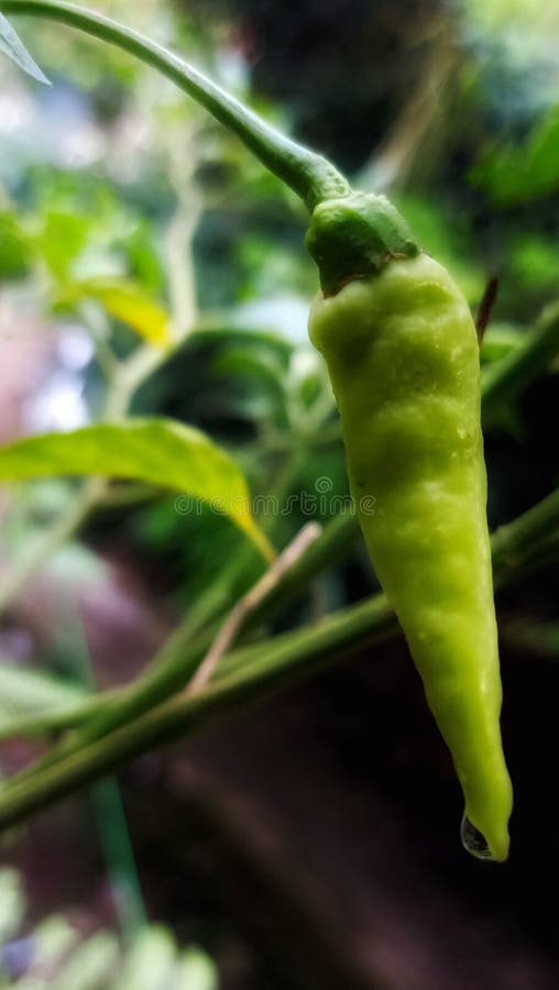 Fresh Cayenne Pepper on the Tree Stock Image - Image of nature ...