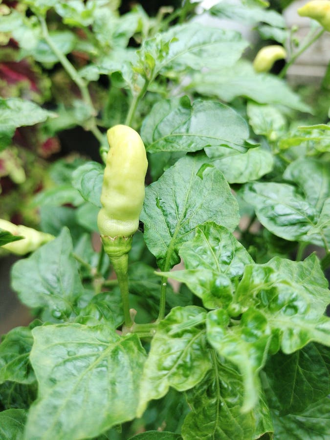 Fresh Cayenne Pepper Tree in the Morning Stock Image - Image of leaf ...