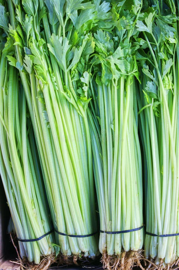 Fresh celery stock photo. Image of farming, shopping - 14004022