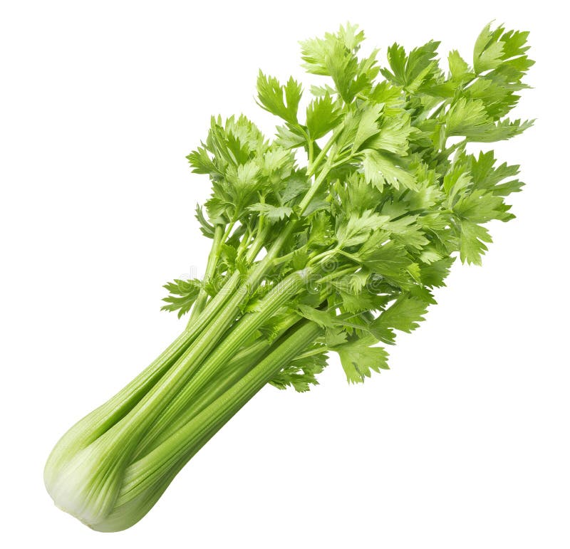 Fresh Celery Isolated on White Background Stock Image - Image of nature ...