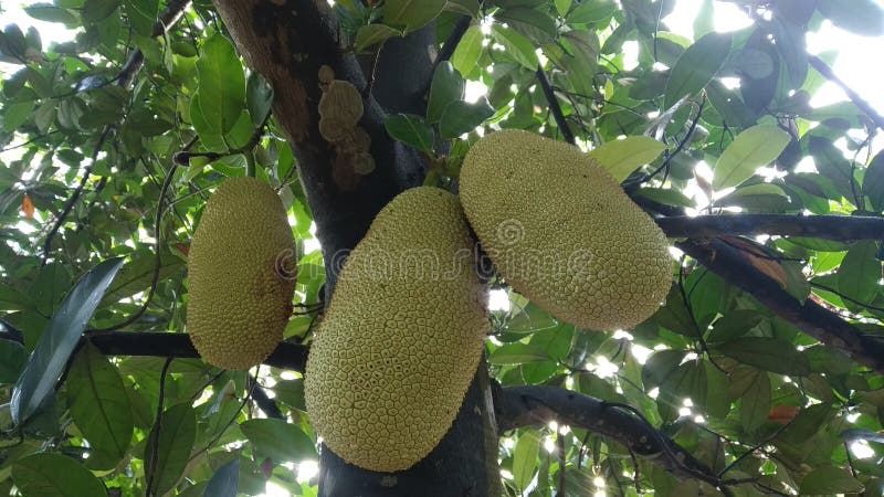 Fresh Cempedak or Artocarpus Integer Haging on a Tree. Stock Photo ...