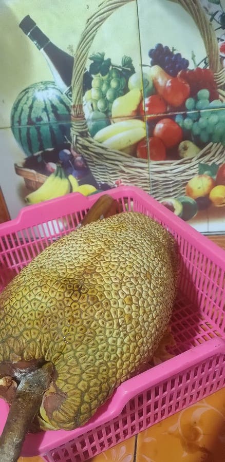 Cempedak Fruits stock photo. Image of artocarpus, yellow - 23642748