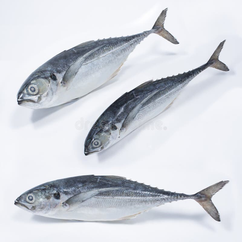 Fresh Cencaru Fish stock photo. Image of claw, eating - 73693756