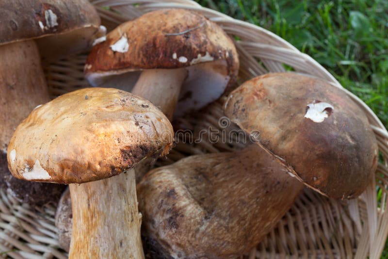 Fresh Ceps stock image. Image of forest, eatable, nature - 77891477
