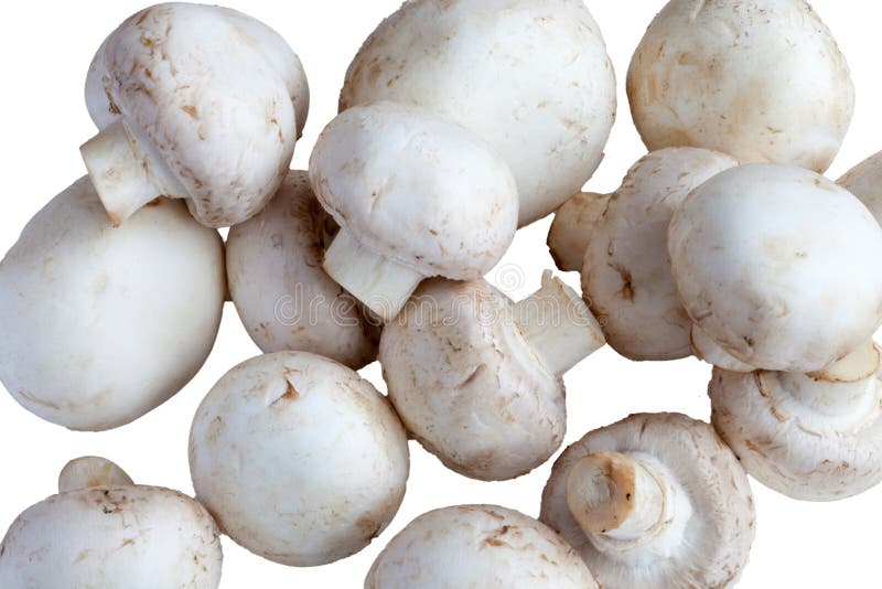 Fresh champignon stock photo. Image of preparation, mushroom - 85555916