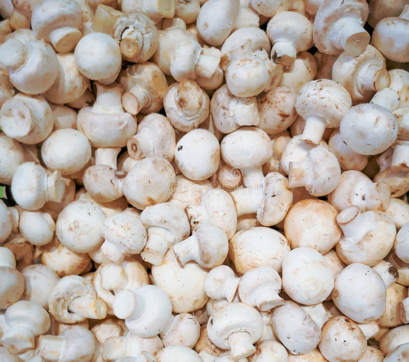 Fresh Champignon Mushrooms on the Counter in the Store Stock Image ...