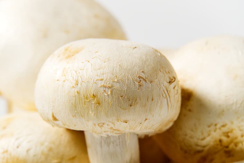 Fresh Champignon Mushrooms Macro Shoot. Close-up White Champignon ...