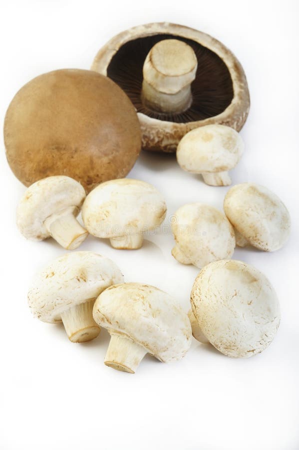 Fresh champignon mushrooms stock image. Image of mushroom - 80682775