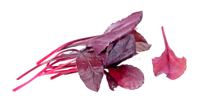 Fresh Chard Red Leaves Isolated on White Background Stock Photo - Image ...