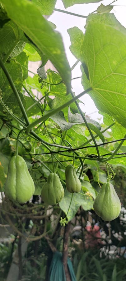 Fresh Chayote in the Morning Stock Photo - Image of flower, shrub ...